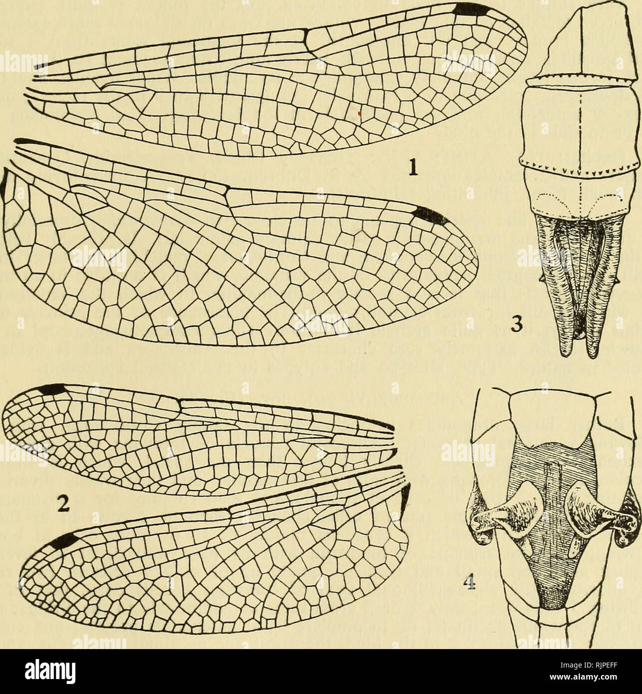 . The Australian zoologist. Zoology; Zoology; Zoology. FRASER 353 Head ...
