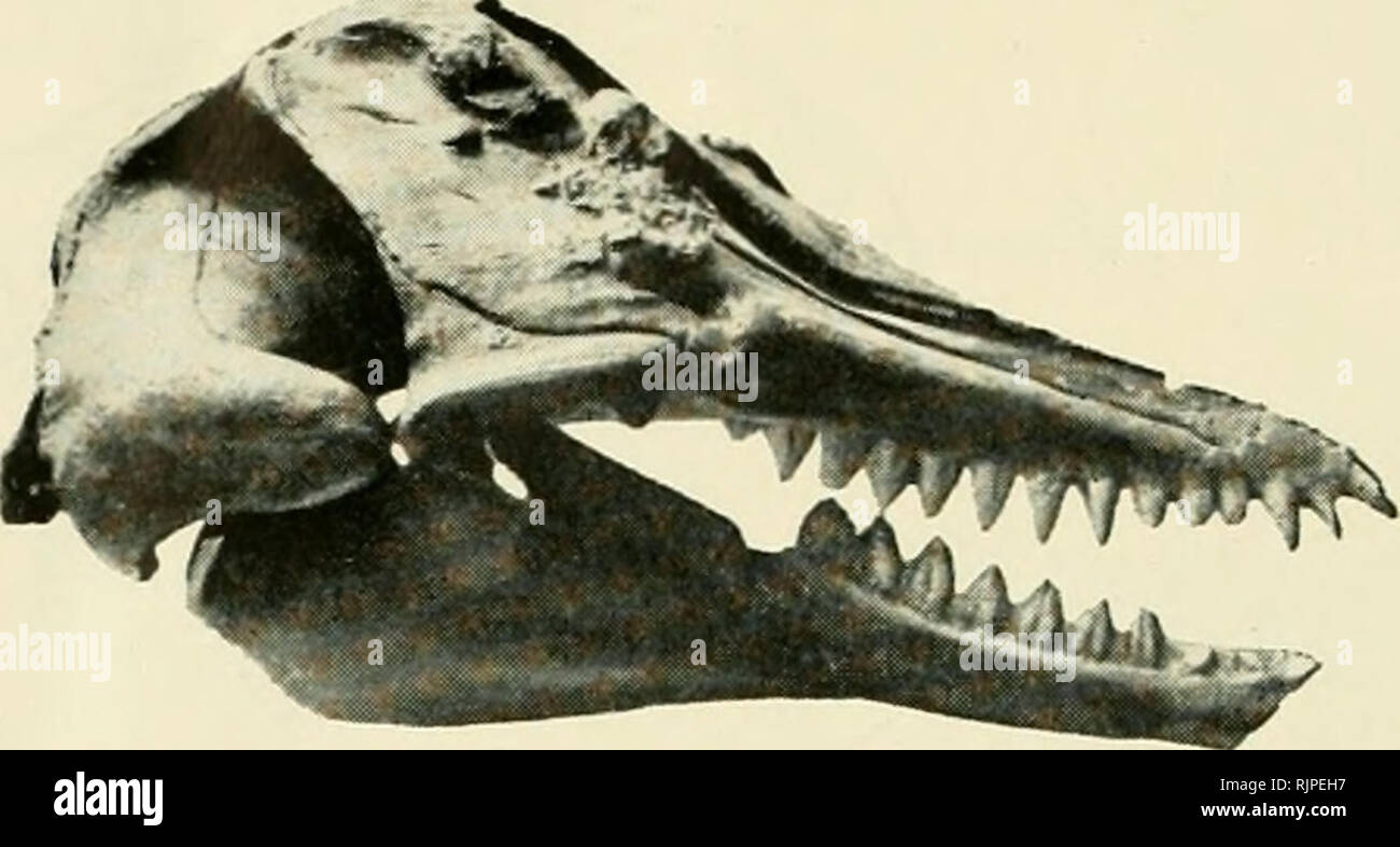 . The Australian Museum magazine. Natural history. 268 THE AUSTRALIAN ...