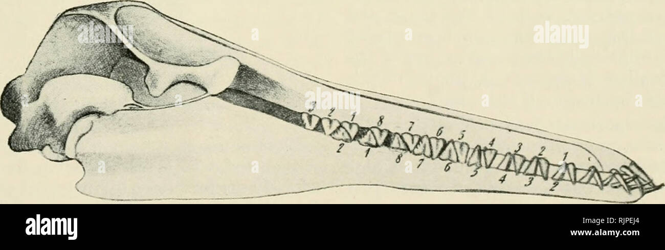 . The Australian Museum magazine. Natural history. The skull of the ...