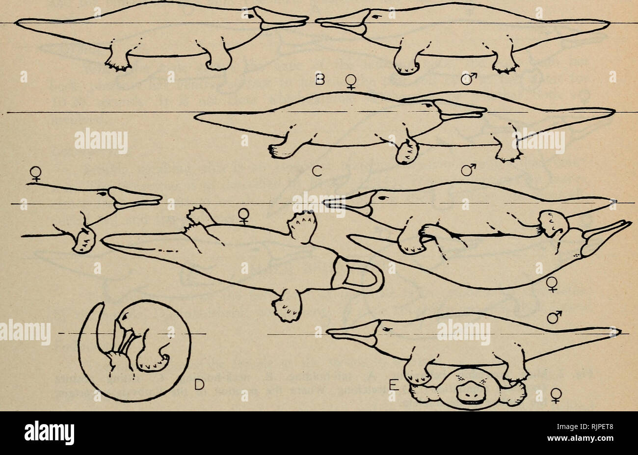 Platypus behaviour hi-res stock photography and images - Alamy