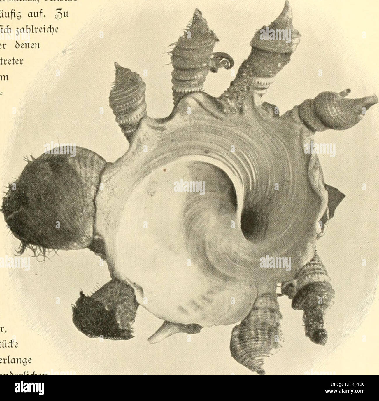 Aristae hi-res stock photography and images - Alamy