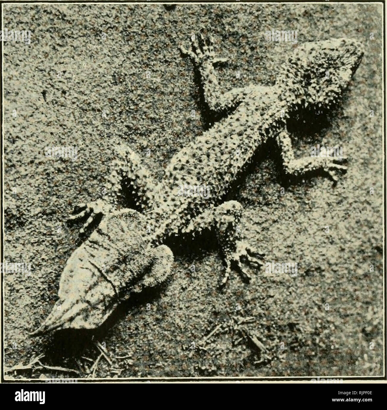 Do not enter if afraid of lizards hi-res stock photography and images ...