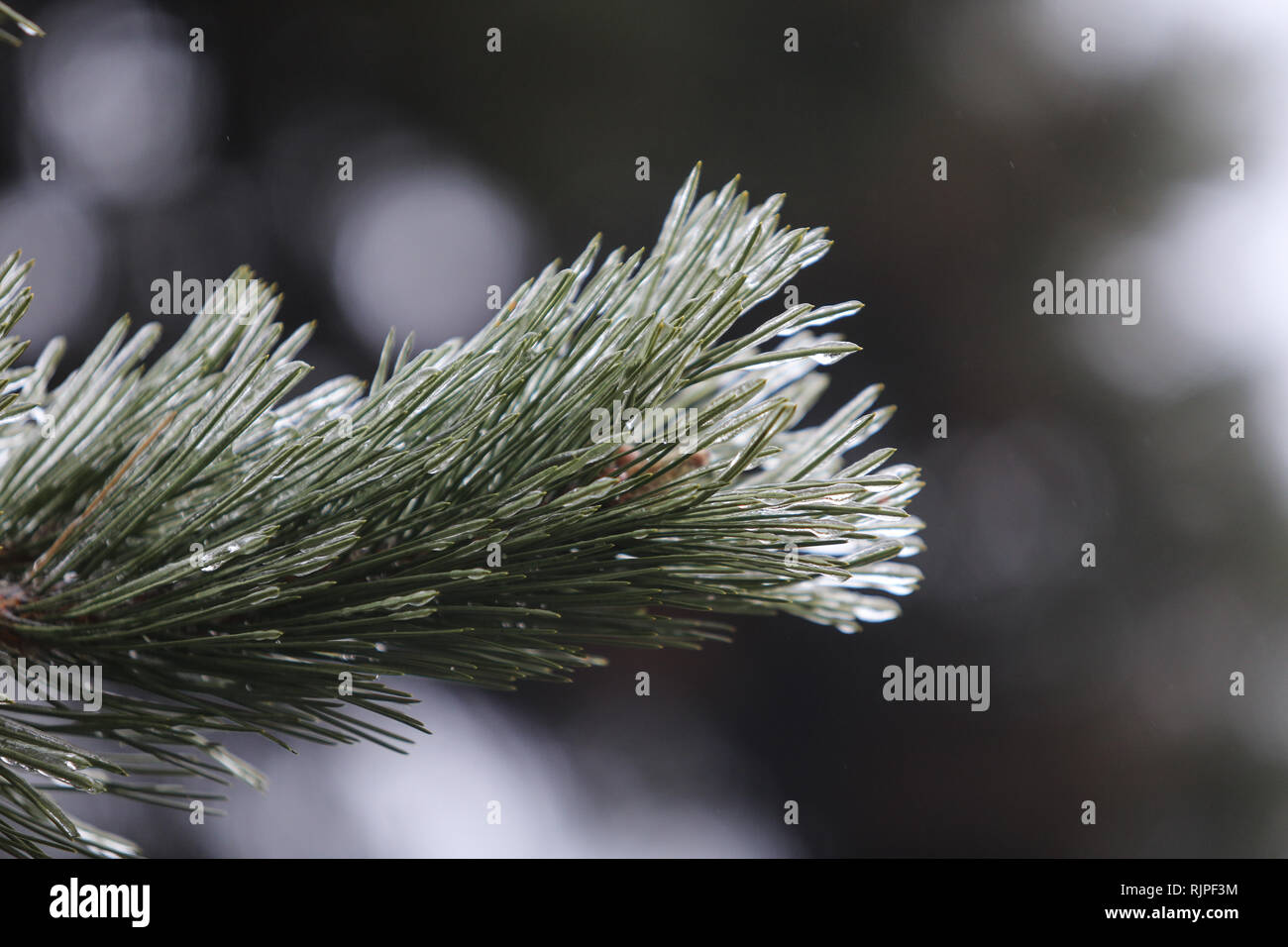 Details with frozen vegetation after a freezing rain weather phenomenon ...