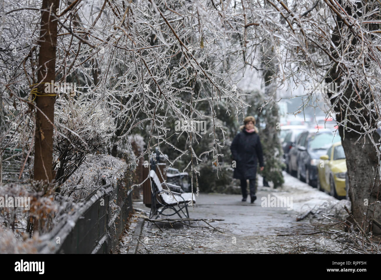 Details with frozen vegetation after a freezing rain weather phenomenon ...