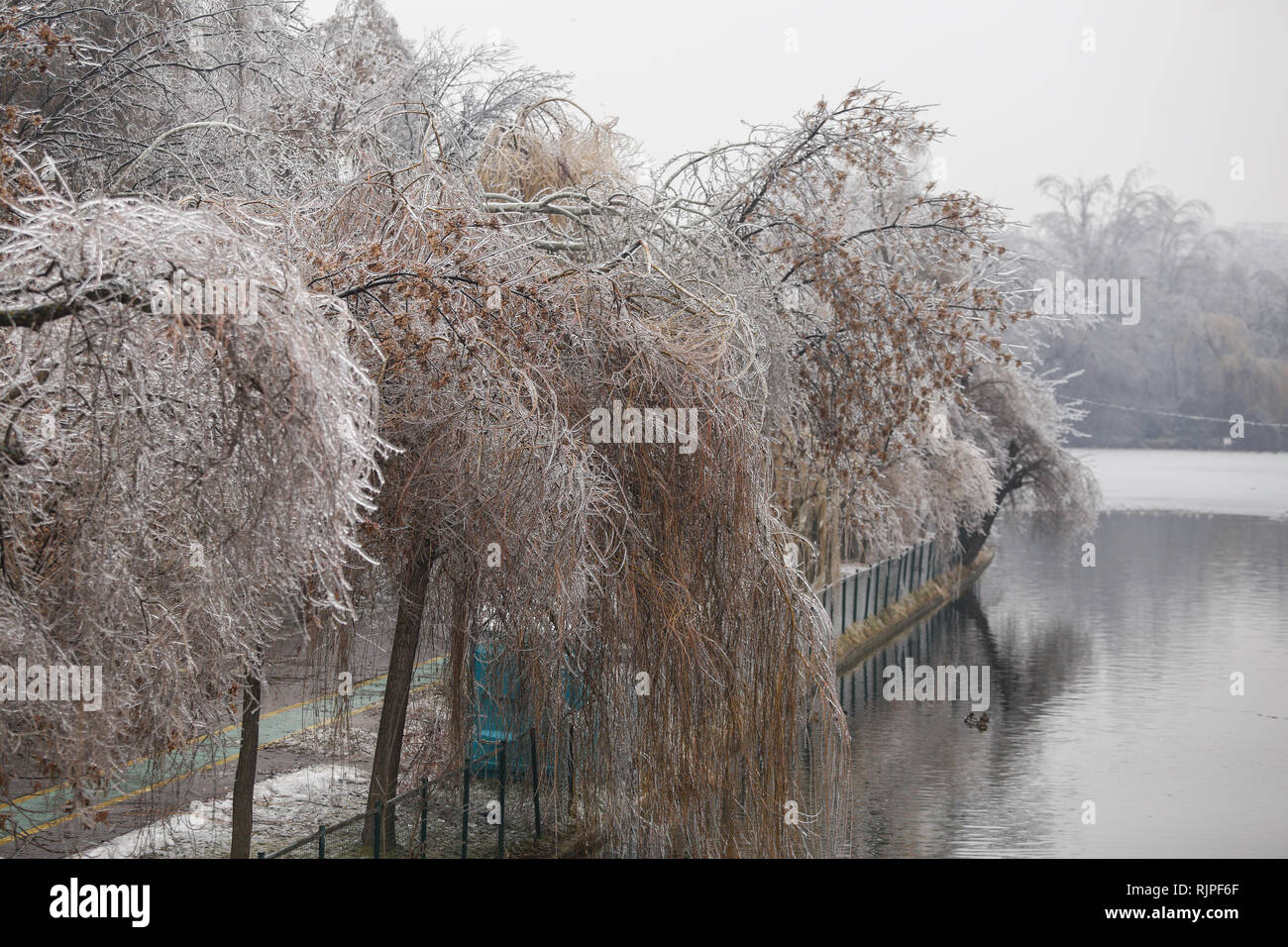 Frozen park during winter after a freezing rain weather phenomenon ...