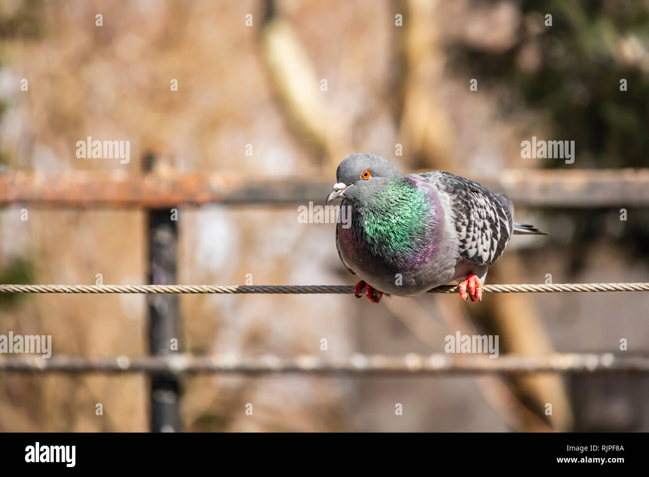 Natures avian elegance hi-res stock photography and images - Alamy