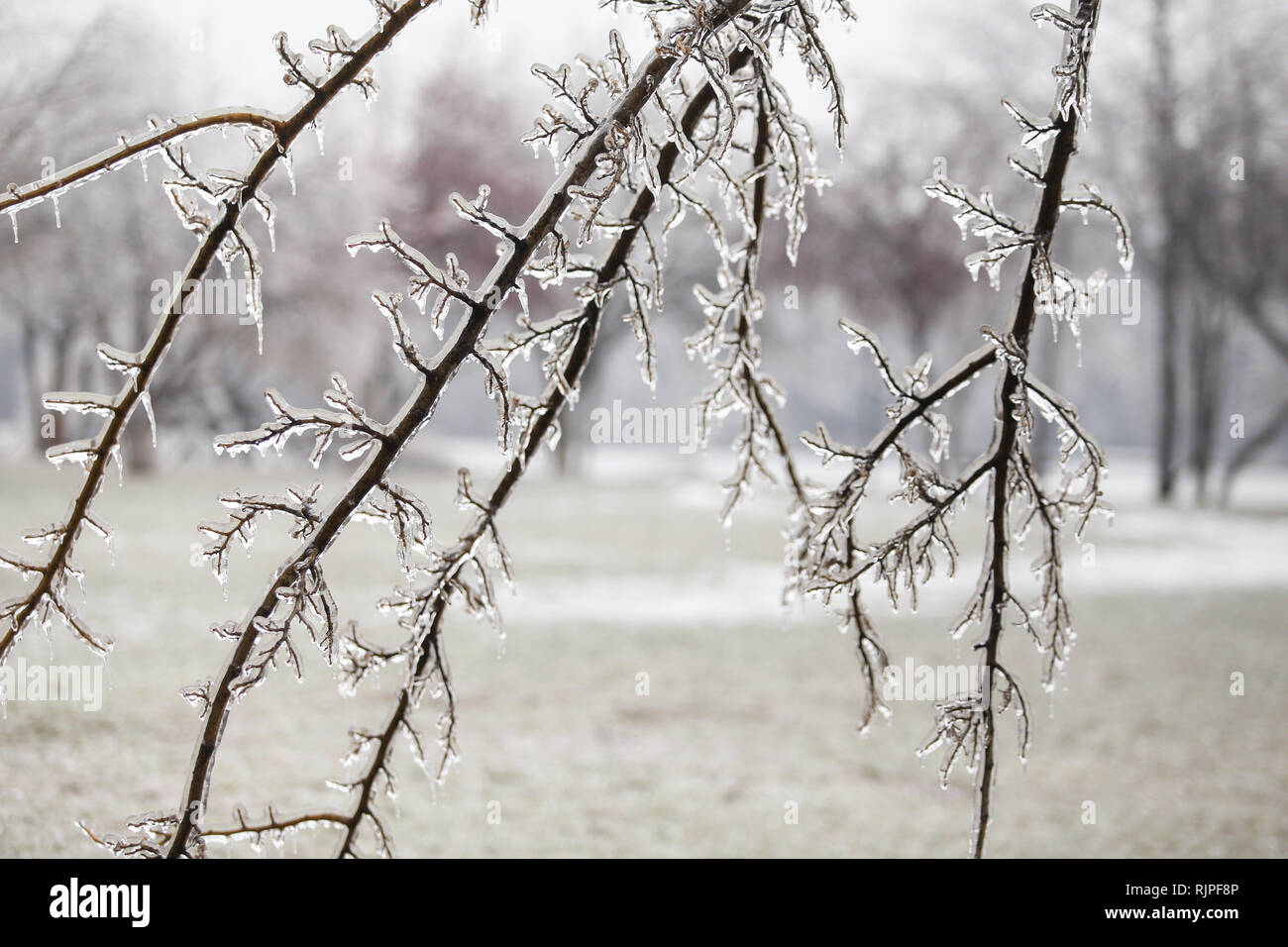 Details with frozen vegetation after a freezing rain weather phenomenon ...