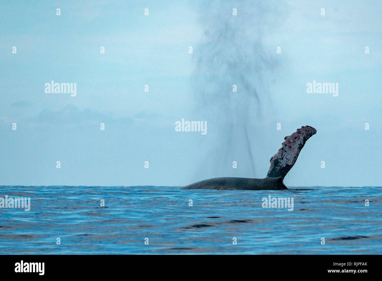 humpback whale slapping fin on pacific ocean background in cabo san ...
