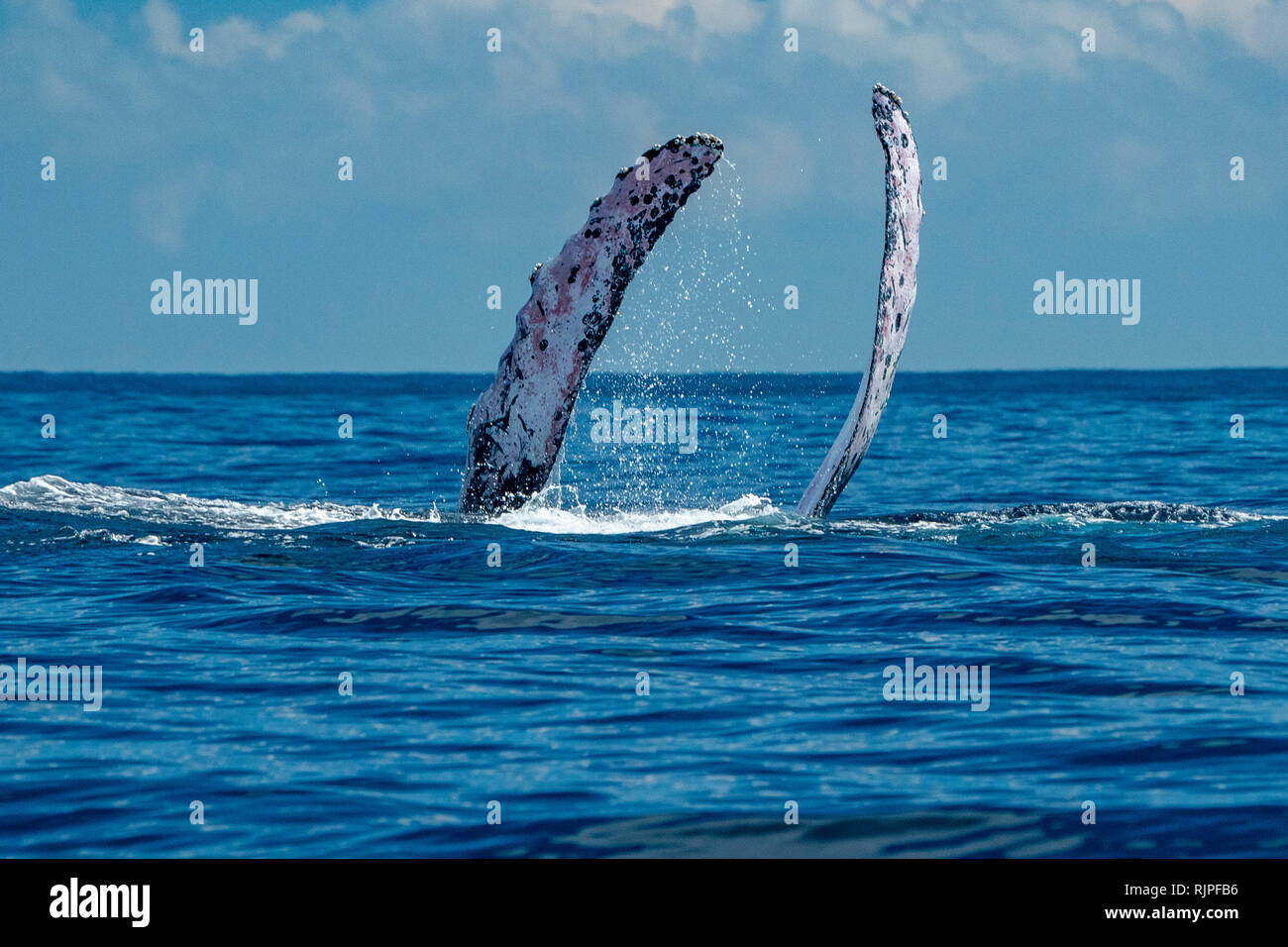 humpback whale slapping fin on pacific ocean background in cabo san ...