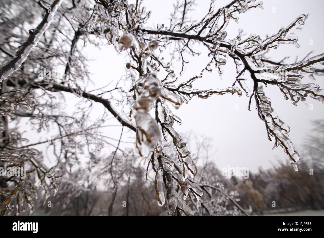 Details with frozen vegetation after a freezing rain weather phenomenon ...