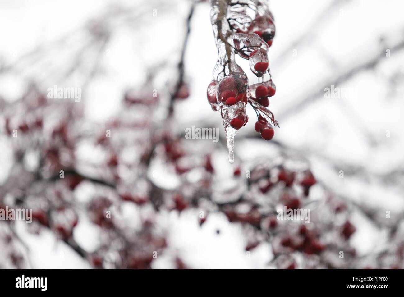 Details with frozen vegetation after a freezing rain weather phenomenon ...