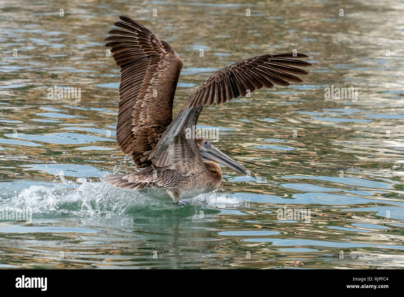 Pelican portrait while touching sea at sunset Stock Photo - Alamy