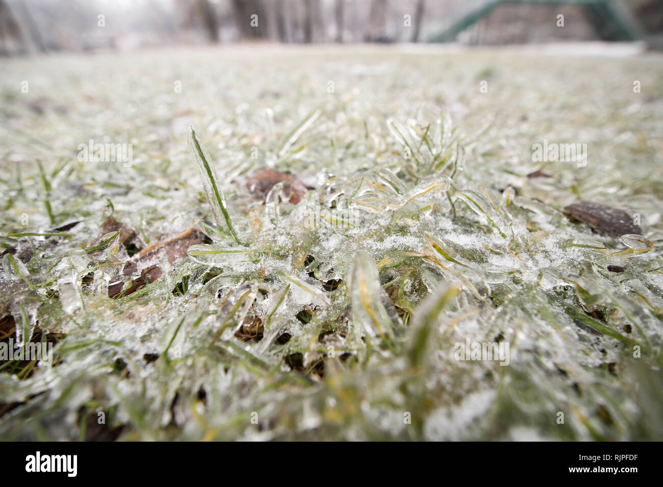 Frozen ground and vegetation during winter after a freezing rain ...