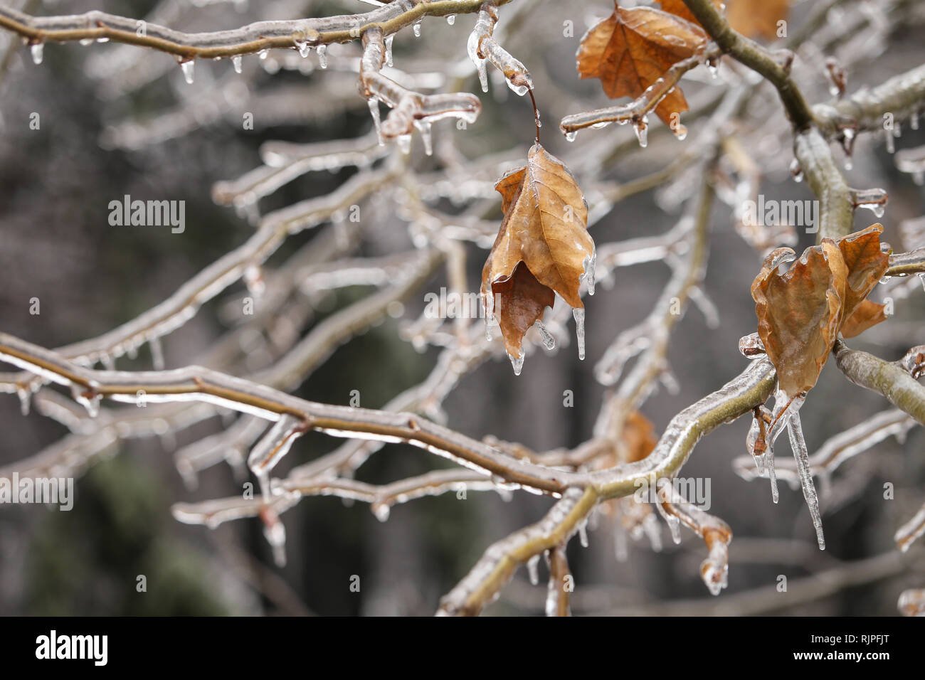 Details with frozen vegetation after a freezing rain weather phenomenon ...