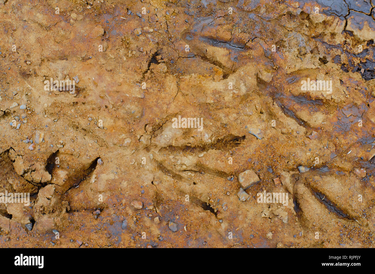 Goose footprints in a drying mud puddle make an intersting texture or ...