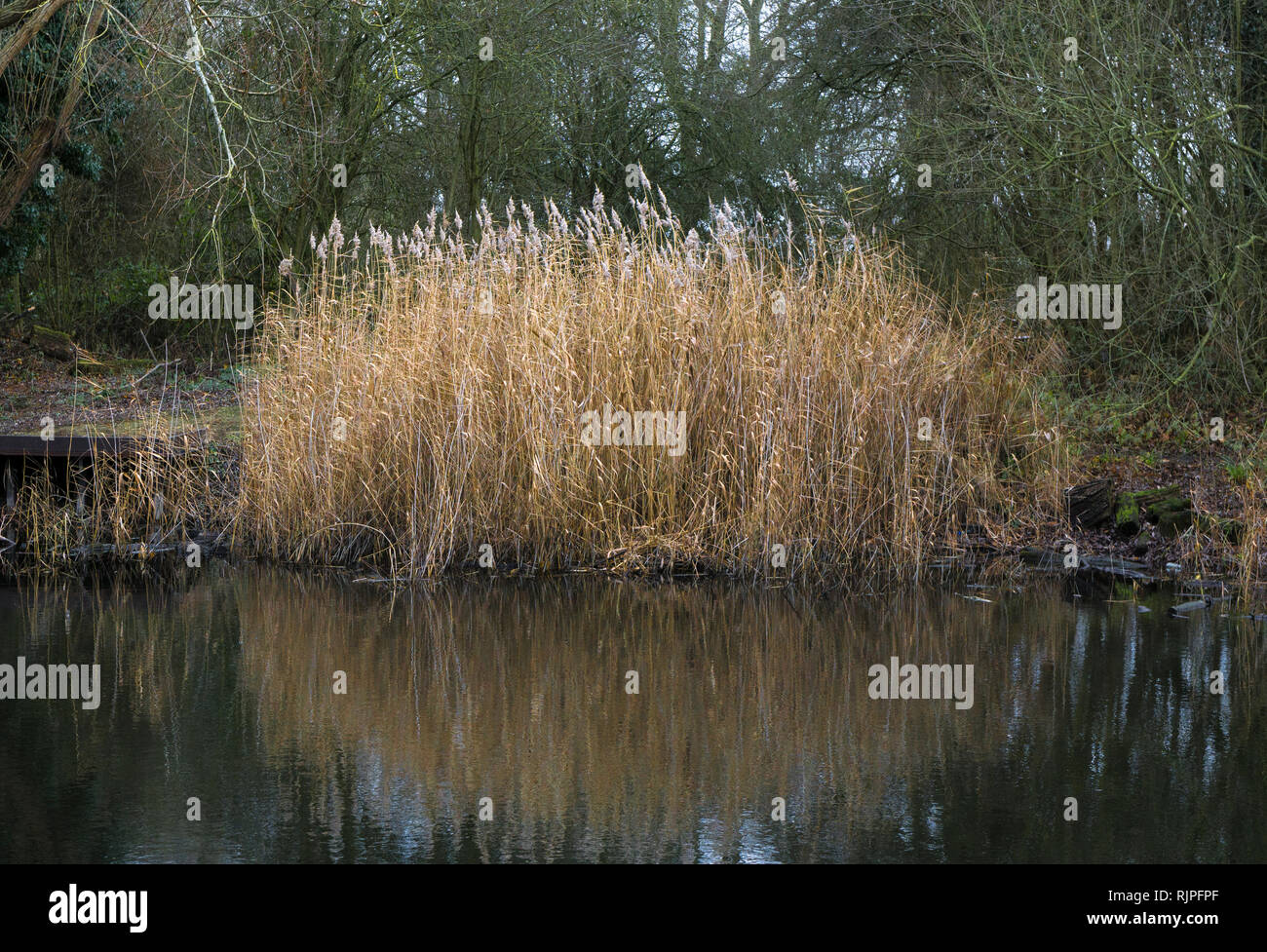 Golden reeds at edge of lake Stock Photo - Alamy