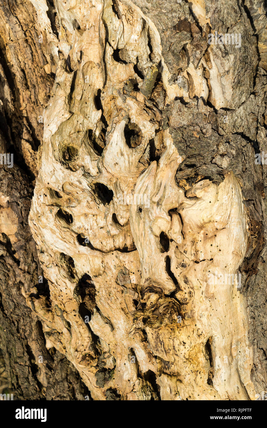 Rotten tree trunk hi-res stock photography and images - Alamy