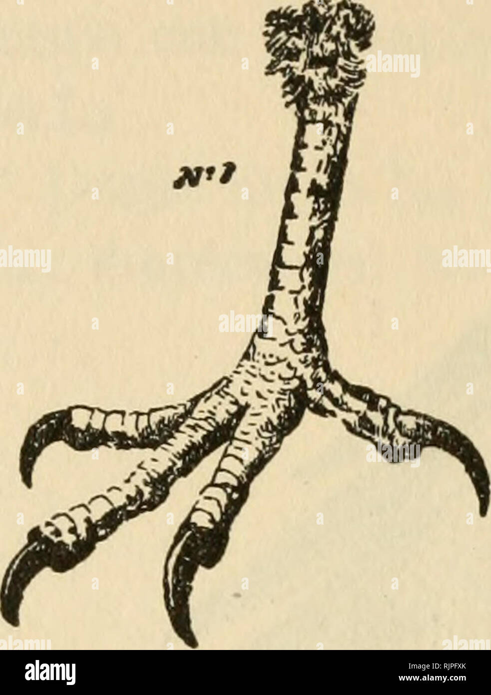 Aves vivas hi-res stock photography and images - Alamy