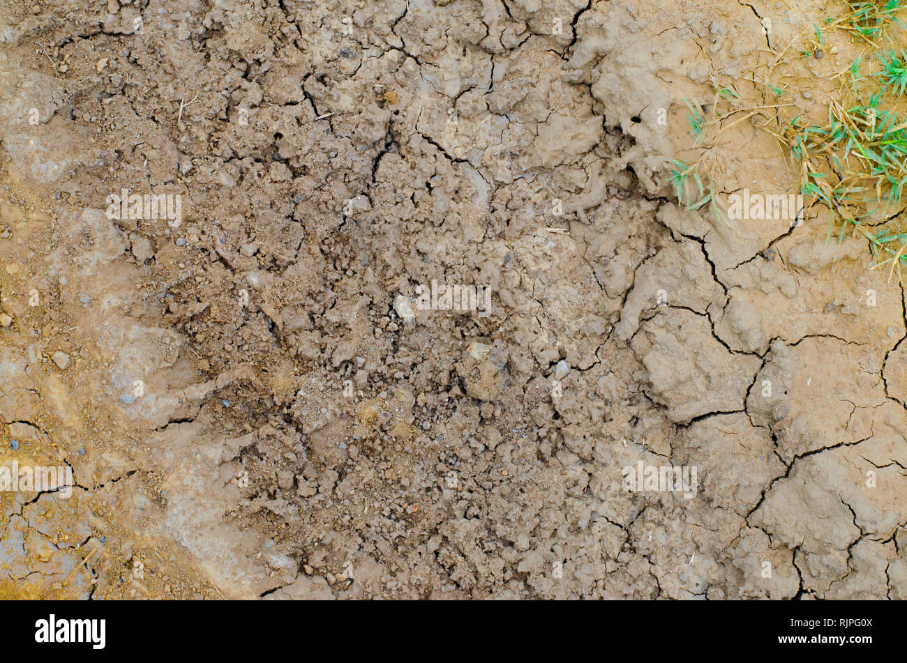 Cracks form as muddy vehicle tracks dry out, creating intersting ...
