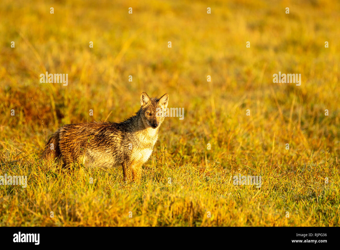 Rare side striped jackal hi-res stock photography and images - Alamy
