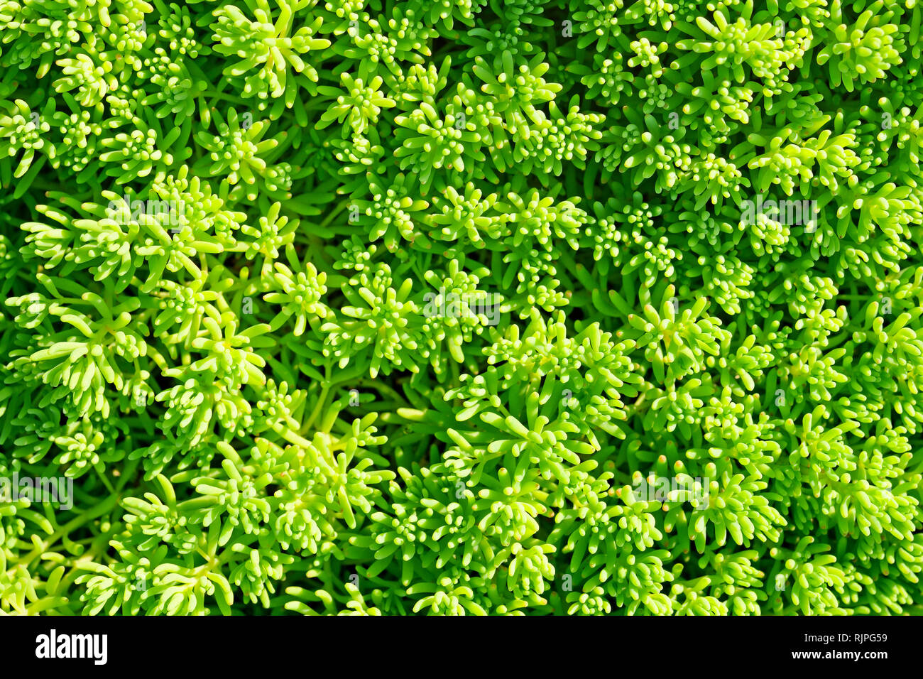 Green decorative grass background Stock Photo - Alamy