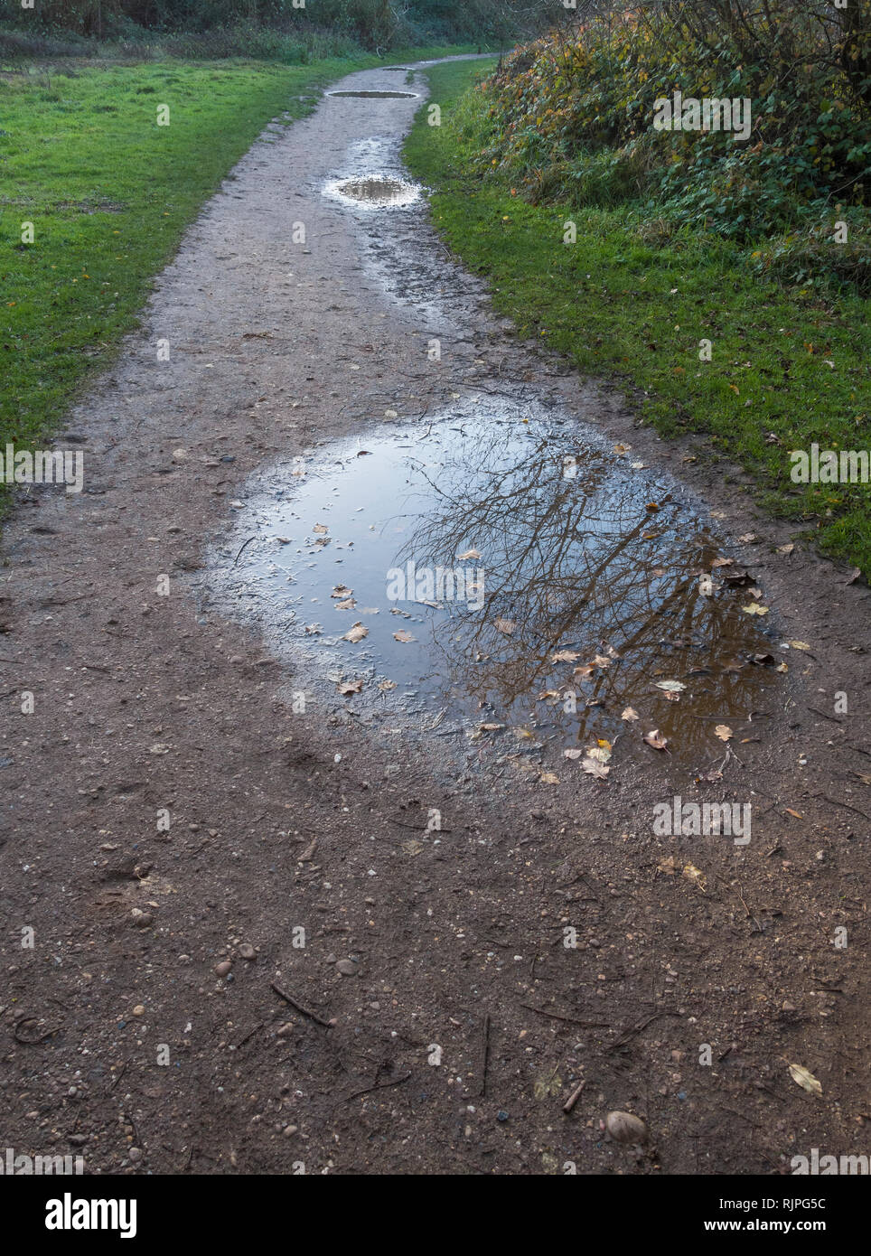 Tree reflection in puddle on dirt path through park. Milton Cambridge ...