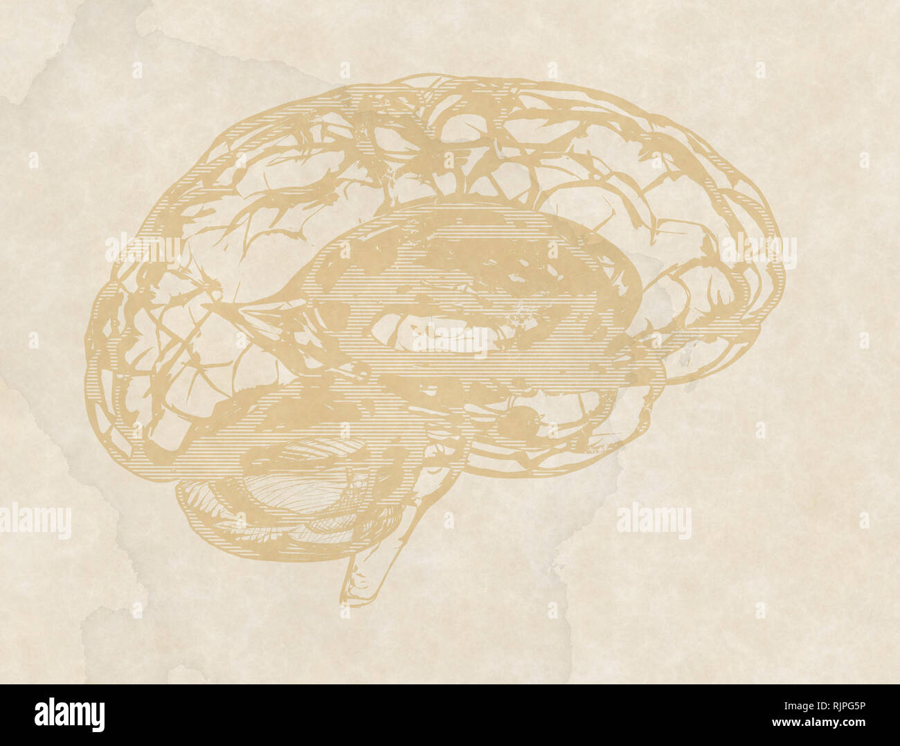 Vintage anatomy model human hi-res stock photography and images - Alamy