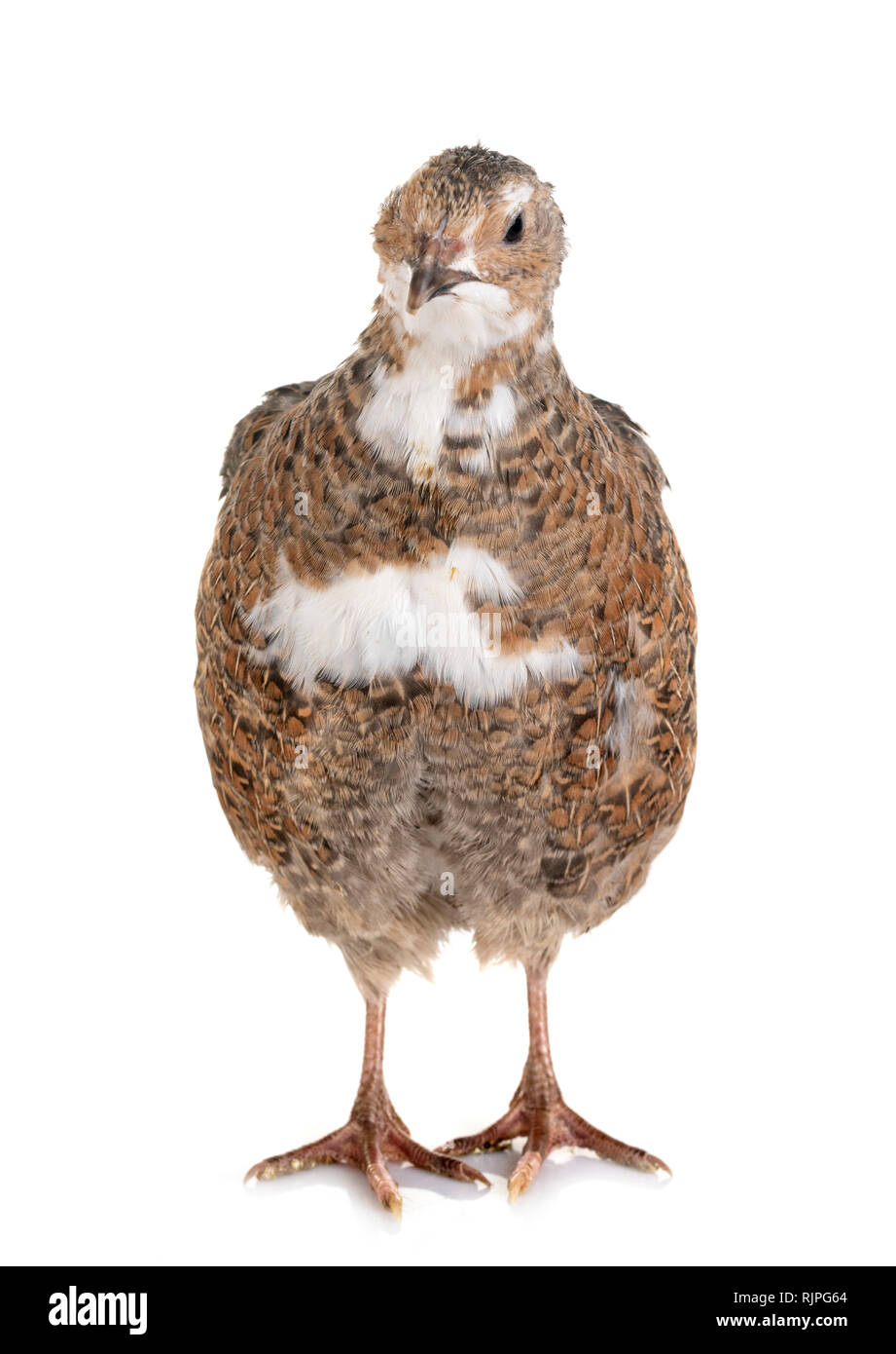 Japanese quail in front of white background Stock Photo - Alamy