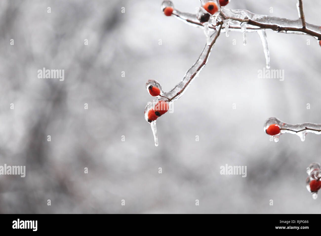 Details with frozen vegetation after a freezing rain weather phenomenon ...
