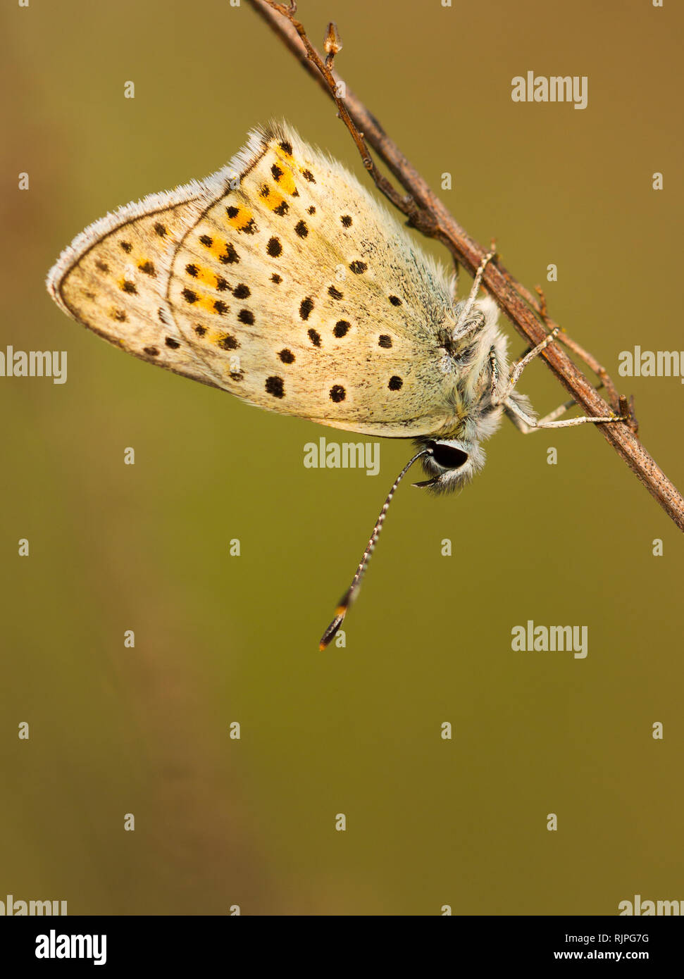 Czech Republic wildlife photo butterfly Stock Photo - Alamy