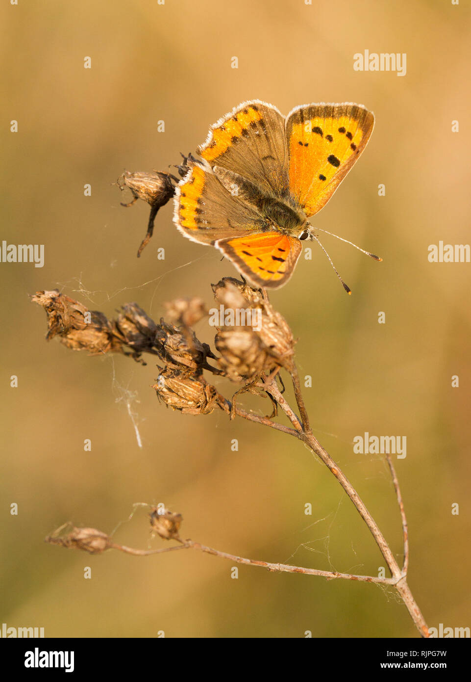 Butterfly czech republic hi-res stock photography and images - Alamy