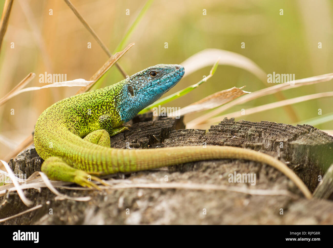 Scaly tail hi-res stock photography and images - Alamy