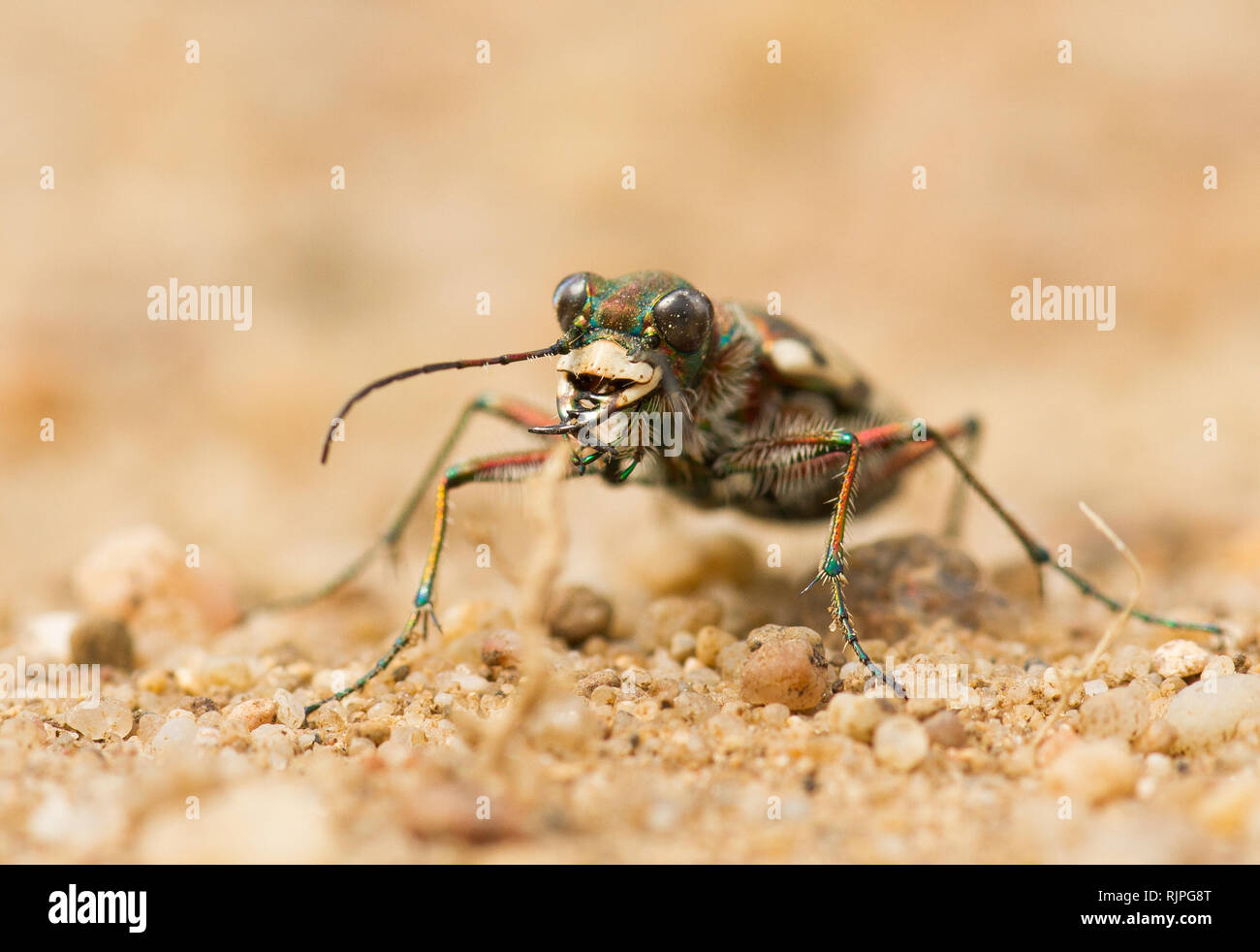 Insect jaws hi-res stock photography and images - Alamy