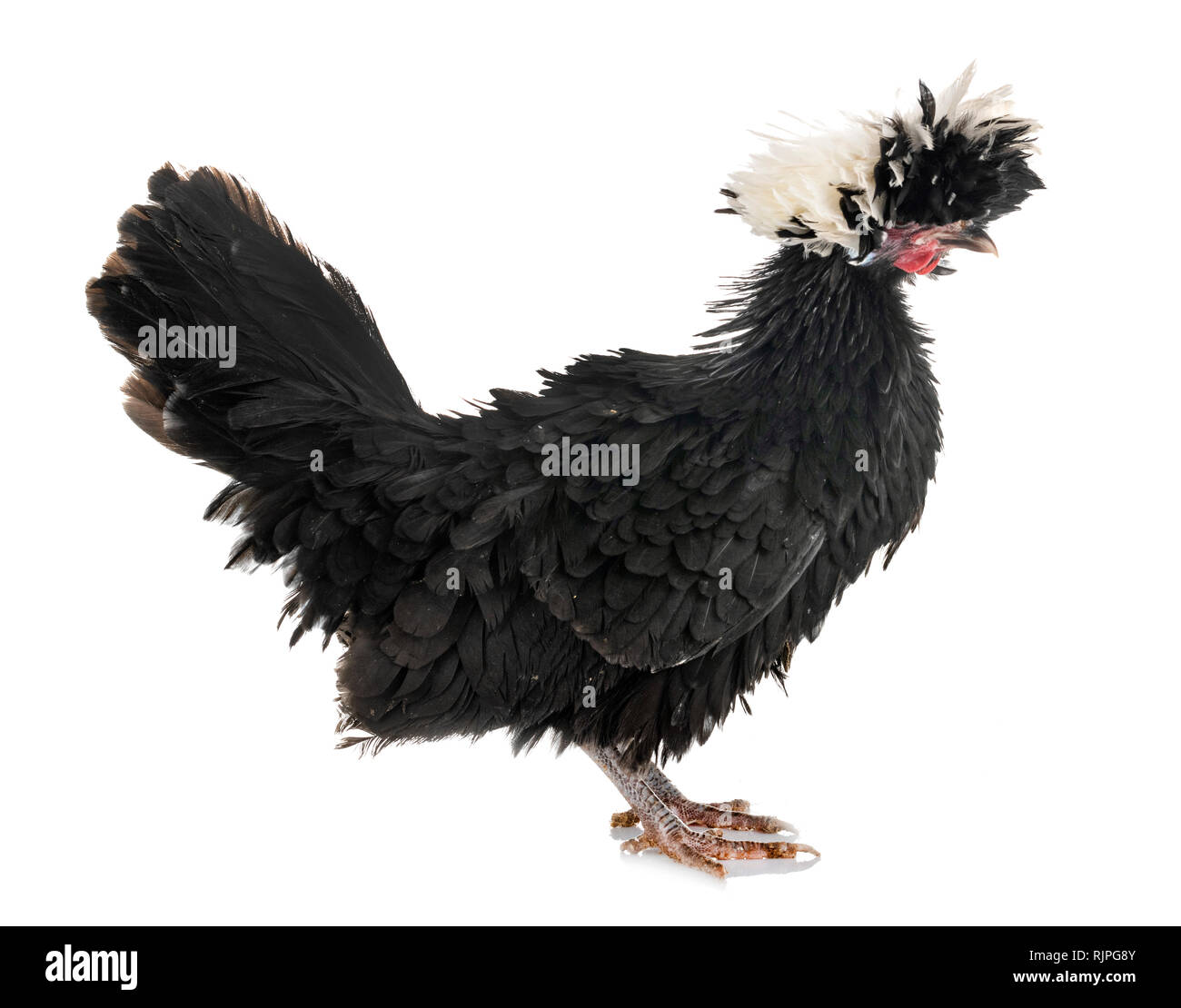 Polish chicken in front of white background Stock Photo - Alamy