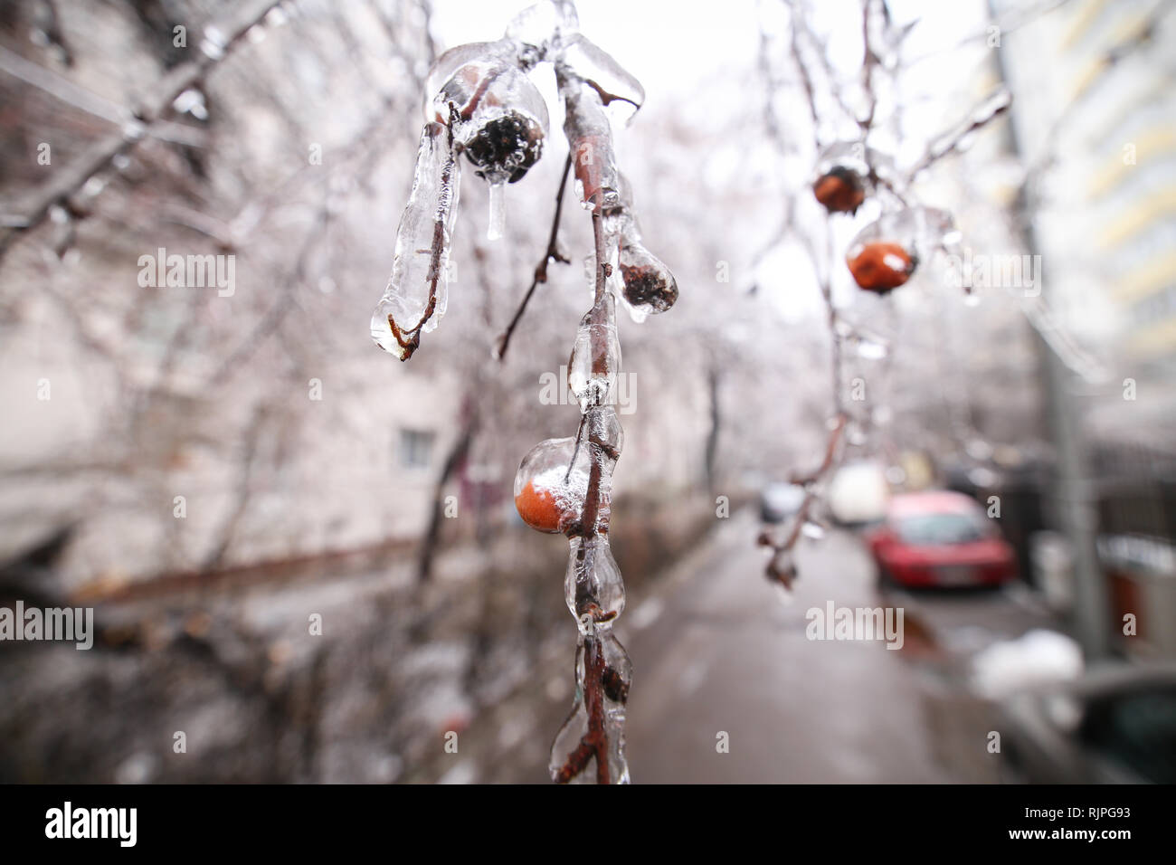 Details with frozen vegetation after a freezing rain weather phenomenon ...