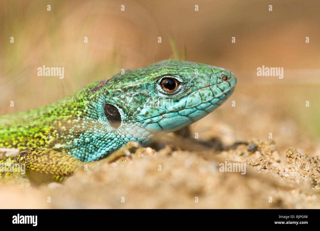 Wildlife photo of lizard in czech Stock Photo - Alamy