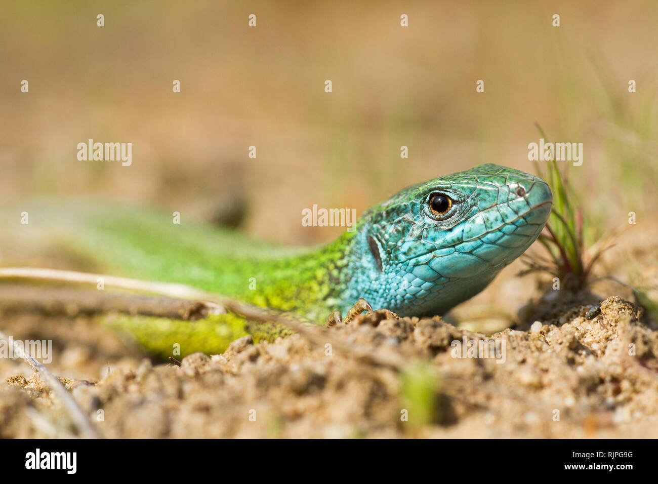 Wildlife photo of lizard in czech Stock Photo - Alamy