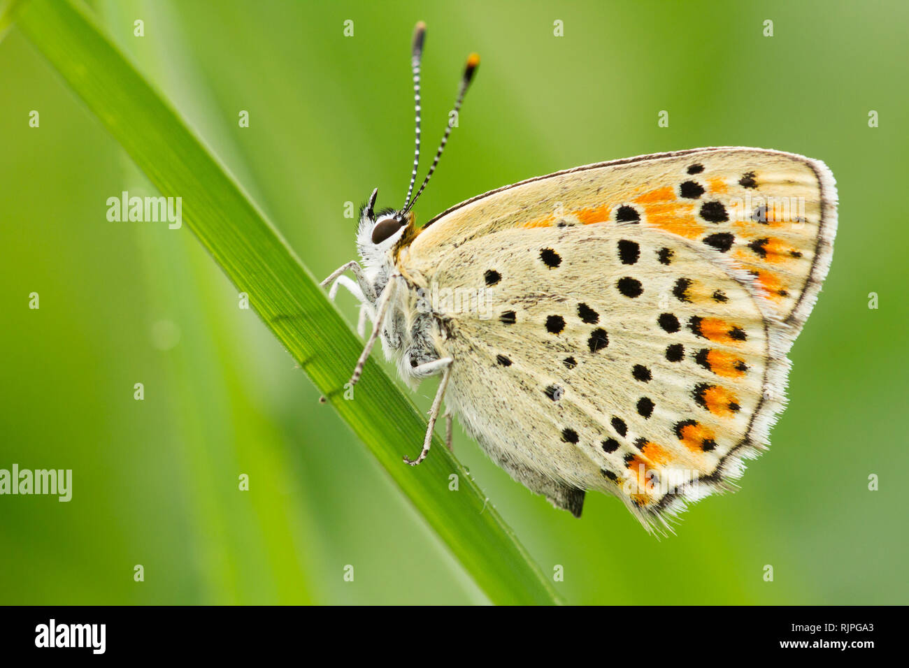 Czech Republic wildlife photo butterfly Stock Photo - Alamy