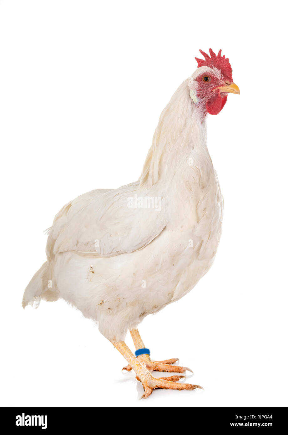 Leghorn chicken in front of white background Stock Photo - Alamy