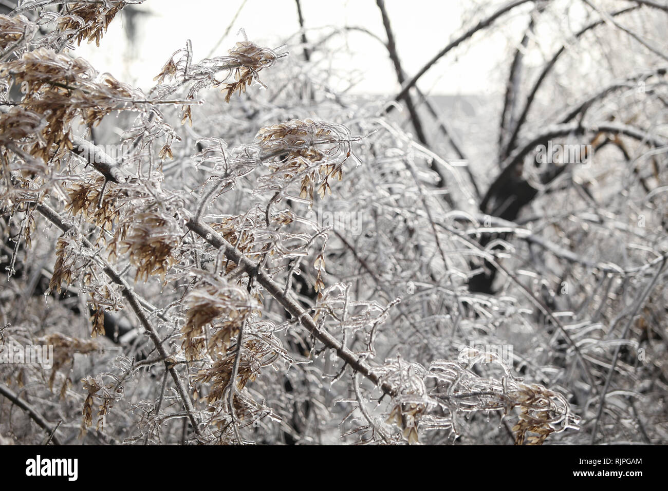Details with frozen vegetation after a freezing rain weather phenomenon ...