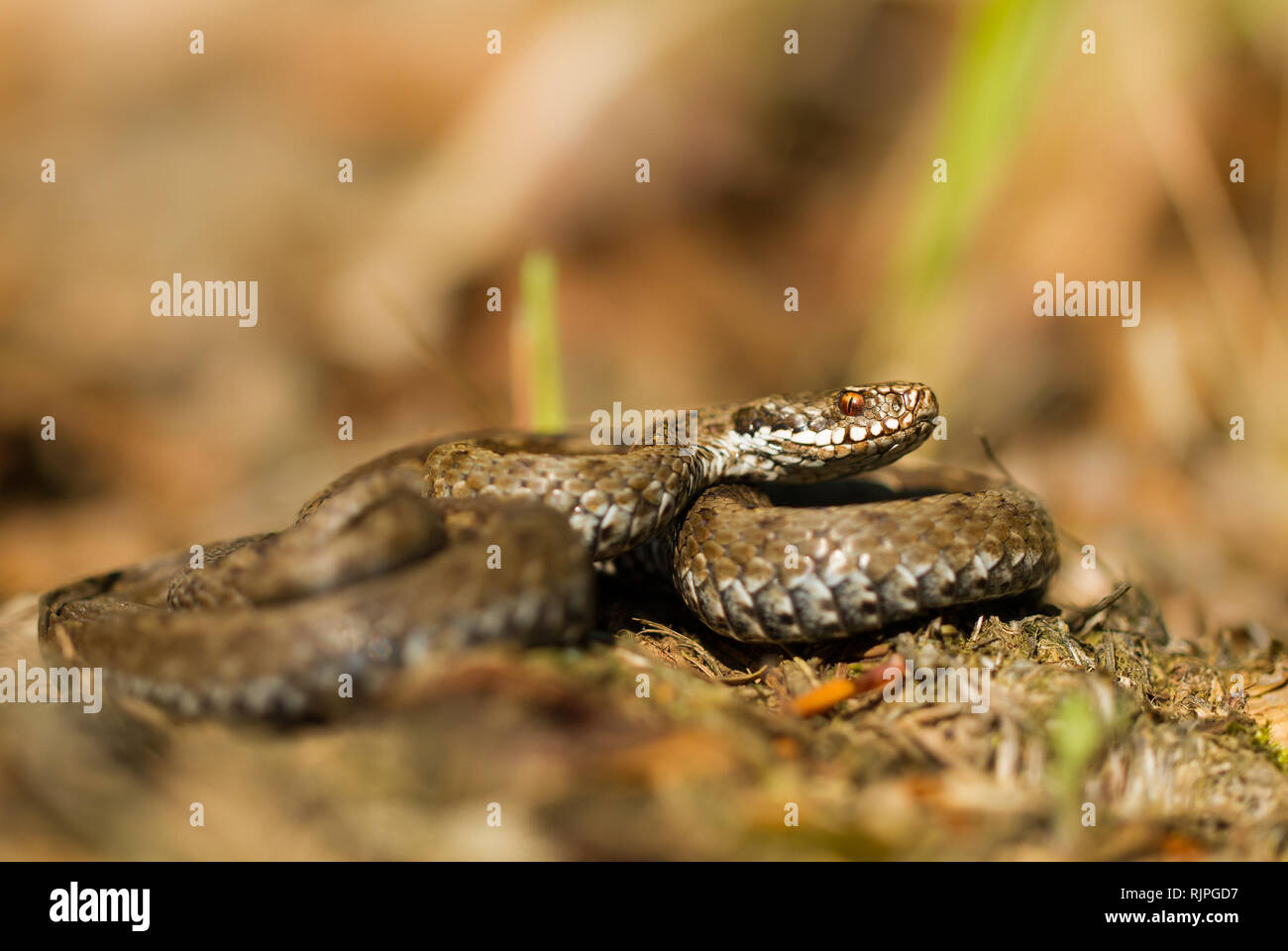 Black adder snake hi-res stock photography and images - Alamy