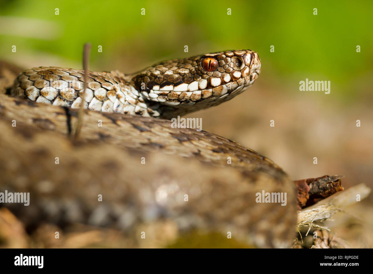 Toxic snake hi-res stock photography and images - Alamy