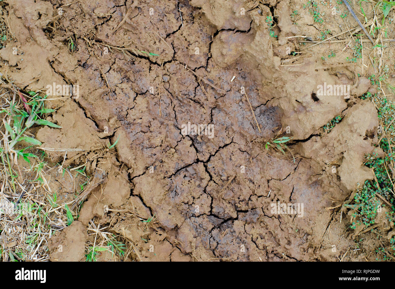 Cracks form as muddy vehicle tracks dry out, creating intersting ...