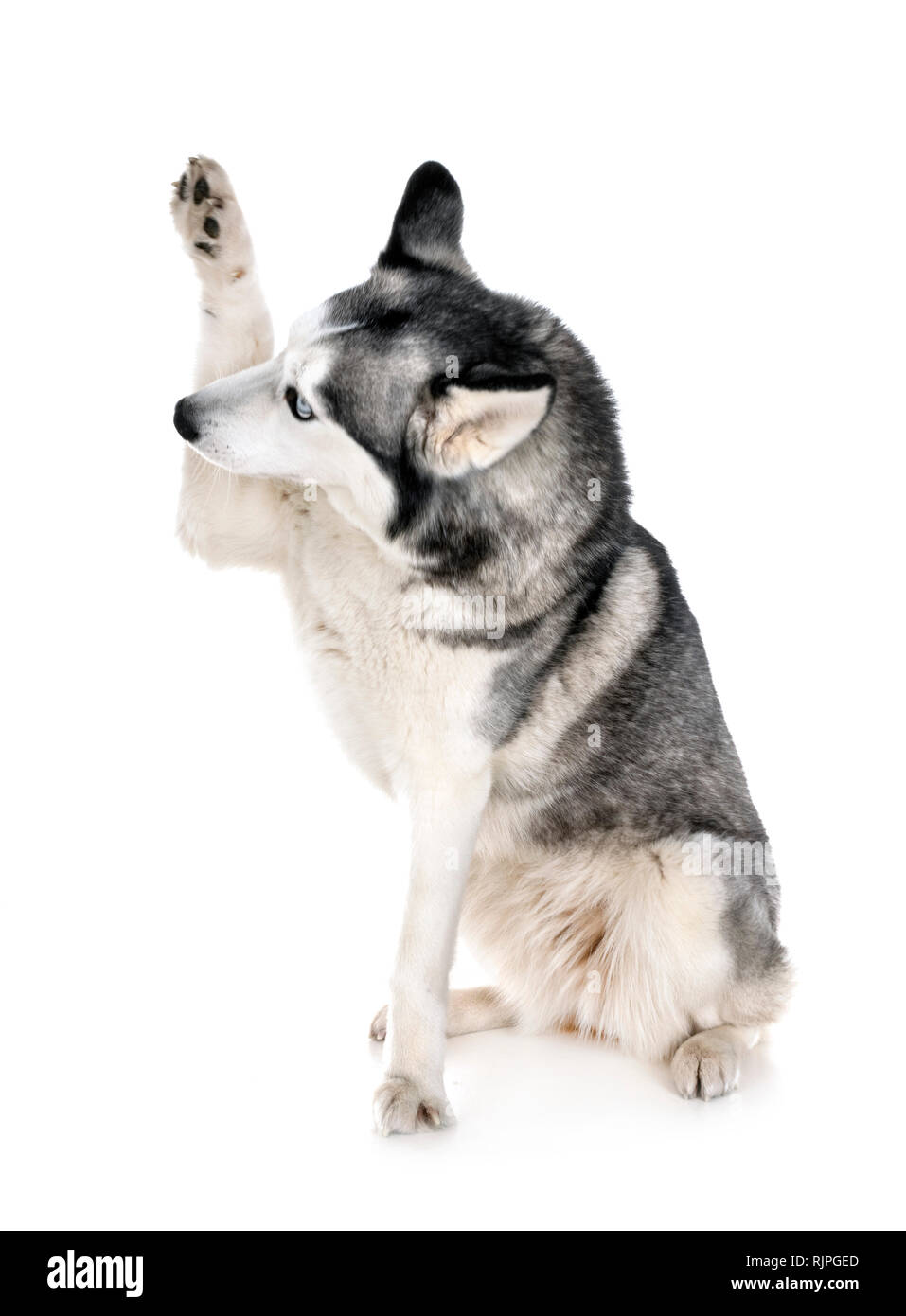 siberian husky in front of white background Stock Photo - Alamy