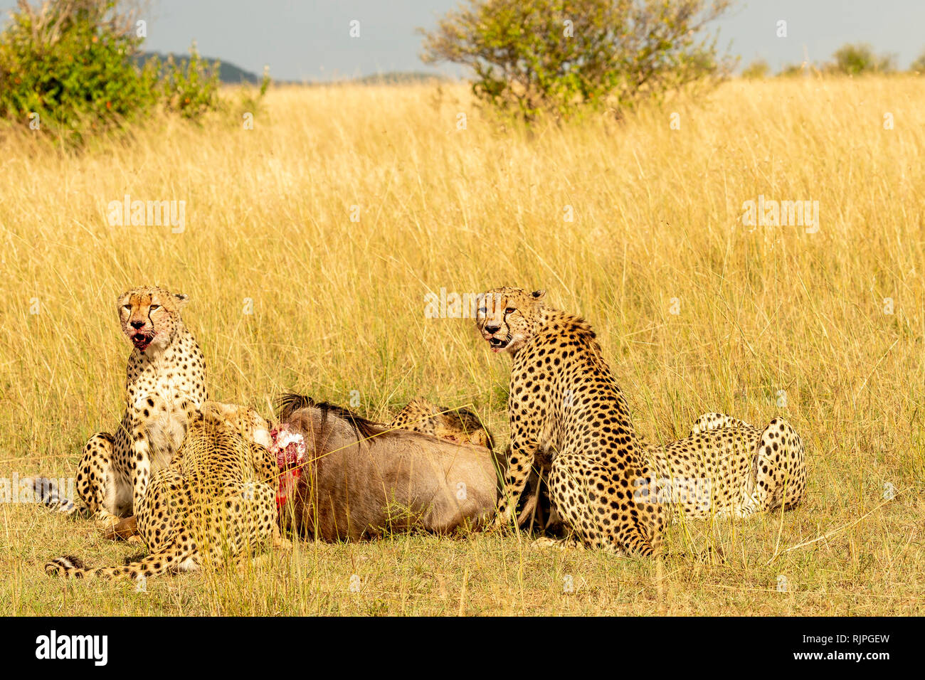 Cheetah (acynonyx jubatus) hunting in the Masai Mara in Kenya Stock ...