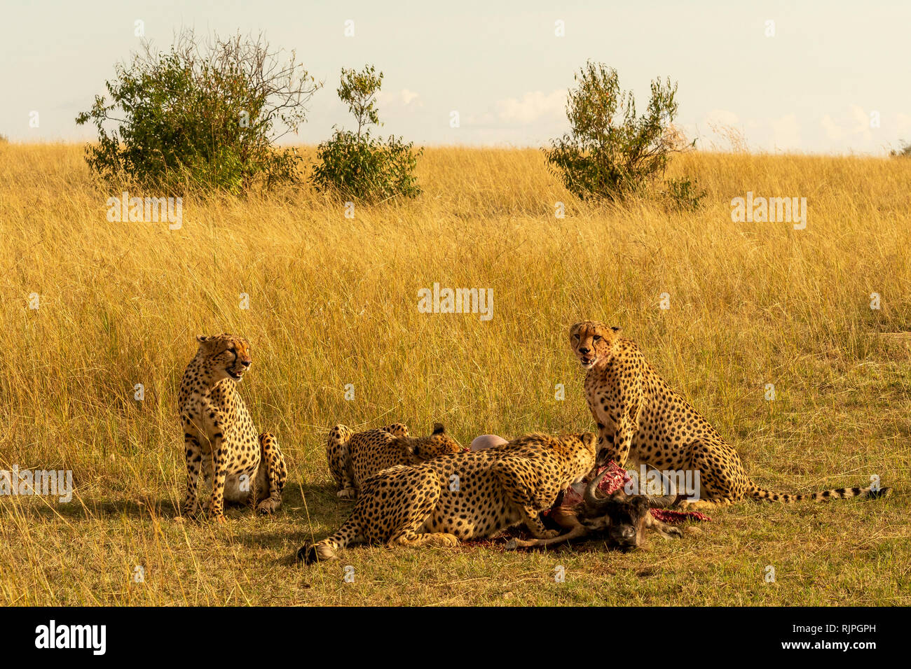 Cheetah (acynonyx jubatus) hunting in the Masai Mara in Kenya Stock ...