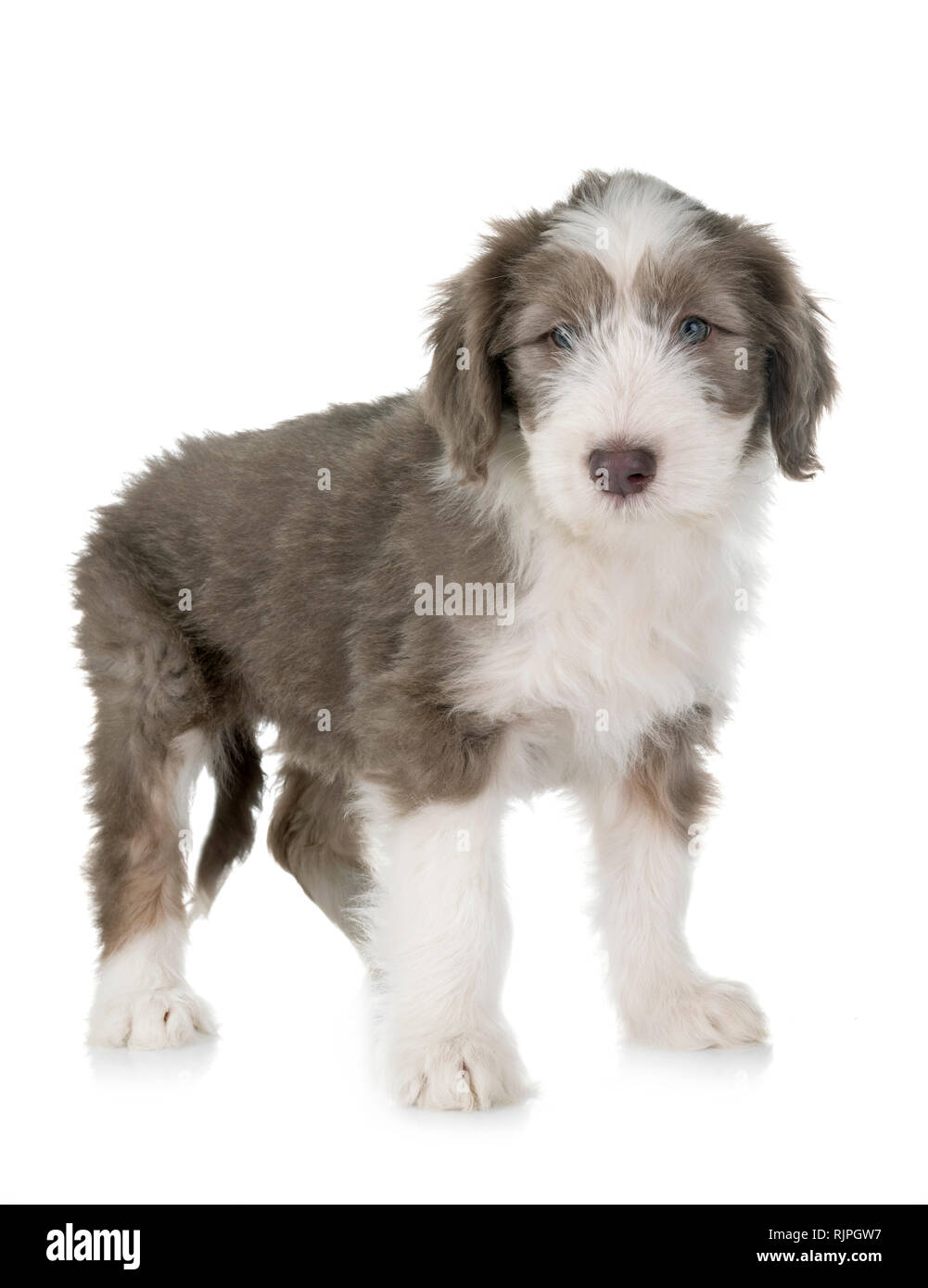 puppy bearded collie in front of white background Stock Photo - Alamy