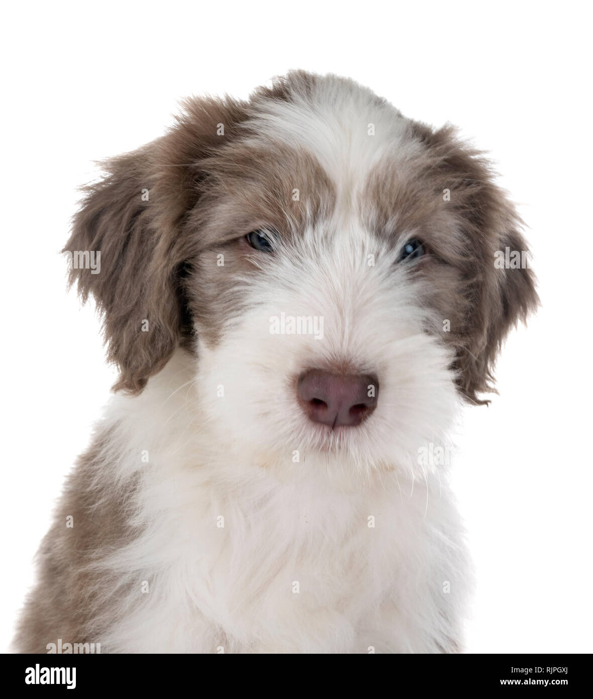 puppy bearded collie in front of white background Stock Photo - Alamy