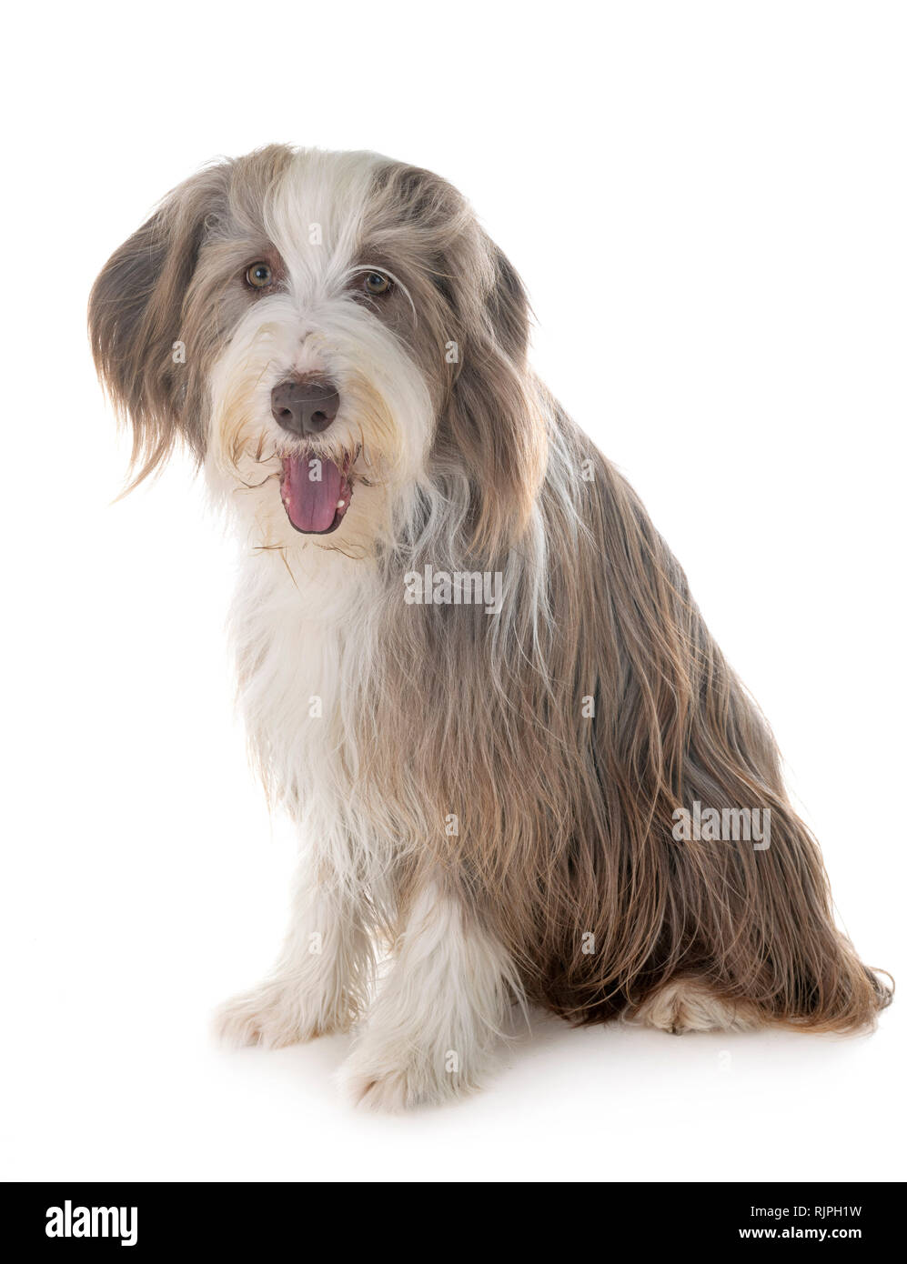 bearded collie in front of white background Stock Photo - Alamy