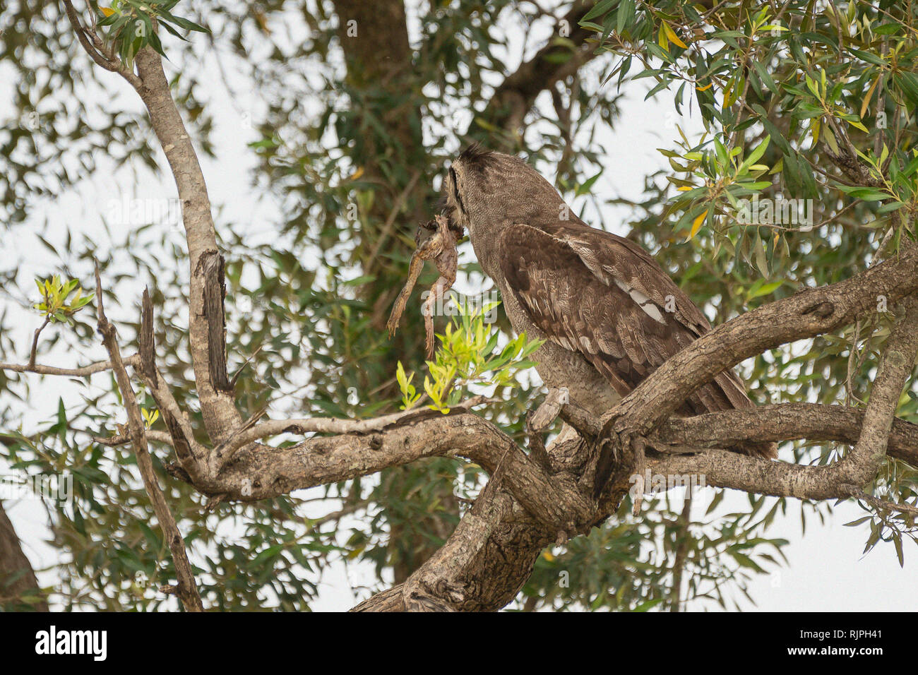 Giant eagle owl (Bubo lacteus) known as Verreaux's eagle-owl with frogs ...